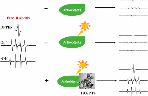 Effects of P25 TiO2 Nanoparticles on the Free Radical-Scavenging ...