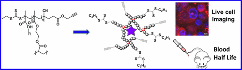 Effects of Surface Charge of Hyperbranched Polymers on Cytotoxicity ...