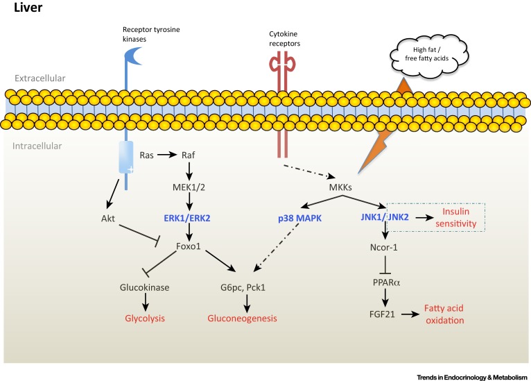 Mitogen-Activated Protein Kinase Regulation in Hepatic Metabolism ...