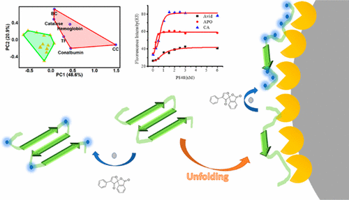 Fluorescamine Labeling for Assessment of Protein Conformational Change ...