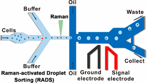 Raman-Activated Droplet Sorting (RADS) for Label-Free High-Throughput ...