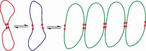 A Dicyclic Scaffold for Programmed Monocyclic and Polycyclic Polymer ...