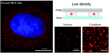 Cell contact and pressure control of YAP localization and clustering ...