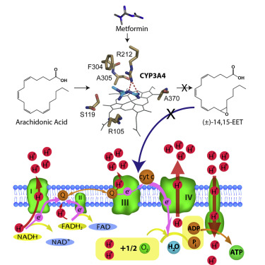 Heme Binding Biguanides Target Cytochrome P450-Dependent Cancer Cell ...