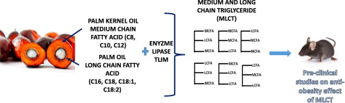以棕榈为基础的中链和长链三酰甘油（MLCT）的结构差异进一步降低了DIO C57BL / 6J小鼠在低脂饮食中长期摄入时体内脂肪的积累,Food Research International ...