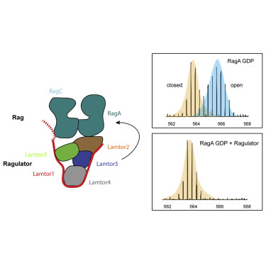 Hybrid Structure of the RagA/C-Ragulator mTORC1 Activation Complex ...