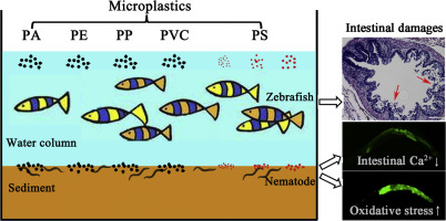Microplastic particles cause intestinal damage and other adverse ...