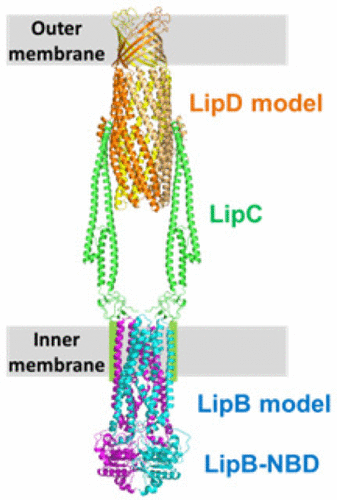 Structural Basis for the Serratia marcescens Lipase Secretion System ...