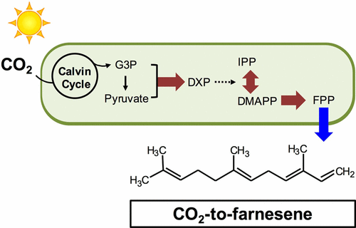 Direct Conversion of CO2 to α-Farnesene Using Metabolically Engineered ...