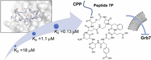 发现，开发和细胞传递的Grb7癌症目标的有效和选择性双环肽抑制剂。,Journal of Medicinal Chemistry - X-MOL