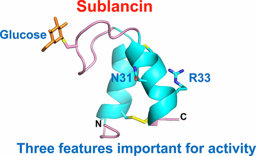 Structure–Activity Relationships of the S-Linked Glycocin Sublancin,ACS ...