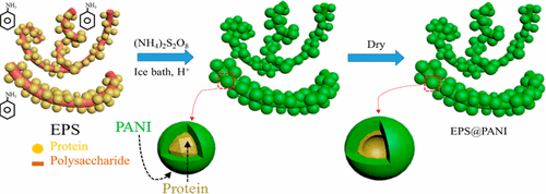 Extracellular Polymeric Substances