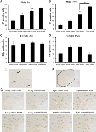 Psychological stress in aged female mice causes acute hypophagia ...