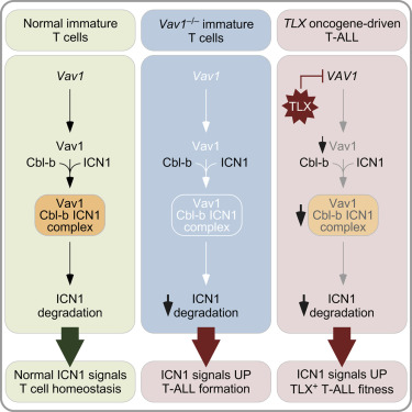 A Paradoxical Tumor-Suppressor Role for the Rac1 Exchange Factor Vav1 ...