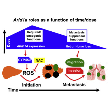 Arid1a Has Context-Dependent Oncogenic and Tumor Suppressor Functions ...