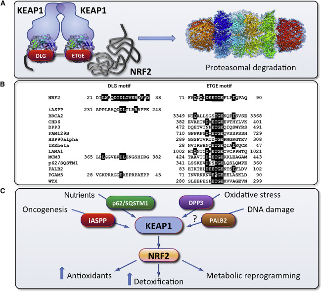 Oncogene-Stimulated Congestion at the KEAP1 Stress Signaling Hub Allows ...