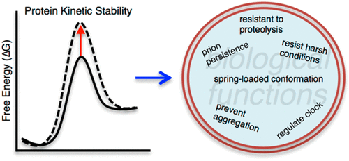 Biological Roles of Protein Kinetic Stability,Biochemistry - X-MOL