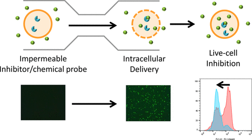 Microfluidic-Enabled Intracellular Delivery of Membrane Impermeable ...