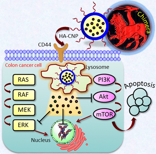 Hyaluronic Acid Layered Chimeric Nanoparticles: Targeting MAPK-PI3K Signaling Hub in Colon ...