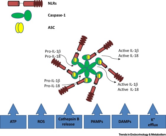 Amp Activated Protein Kinase Regulation Of The Nlrp3 Inflammasome