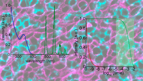 Time Gated Luminescence Imaging of Immunolabeled Human Tissues ...