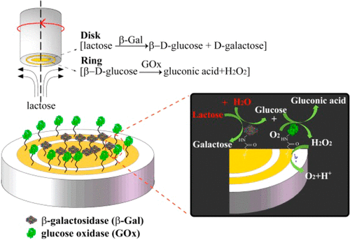 Illustrating the Mass-Transport Effect on Enzyme Cascade Reaction ...