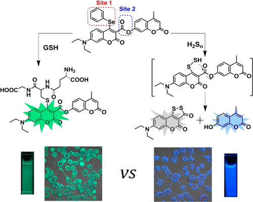 Simultaneous Detection of Glutathione and Hydrogen Polysulfides from ...
