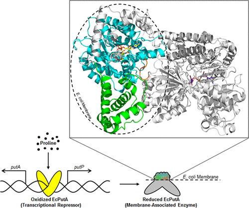 Discovery of the Membrane Binding Domain in Trifunctional Proline ...