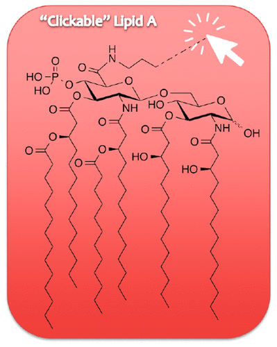 Development of Clickable Monophosphoryl Lipid A Derivatives toward ...