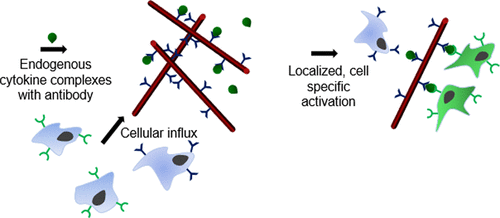 Injectable Polymeric Cytokine-Binding Nanowires Are Effective Tissue ...