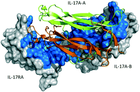 Artificial macrocycles as IL-17A/IL-17RA antagonists,RSC Medicinal ...