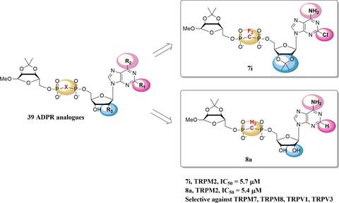 Selective inhibition of TRPM2 channel by two novel synthesized ADPR ...