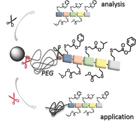 PEGylated Precision Segments Based on Sequence‐Defined Thiolactone ...