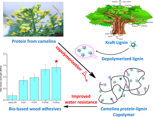 Bio-Based Wood Adhesive from Camelina Protein (a Biodiesel Residue) and ...
