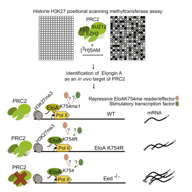 Polycomb Repressive Complex 2 Methylates Elongin A to Regulate ...