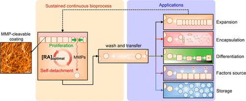 Developing a Continuous Bioprocessing Approach to Stromal Cell ...