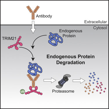 A Method for the Acute and Rapid Degradation of Endogenous Proteins ...