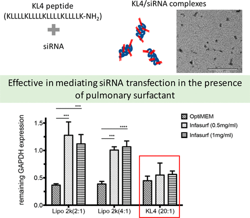 From Pulmonary Surfactant, Synthetic KL4 Peptide as Effective siRNA ...