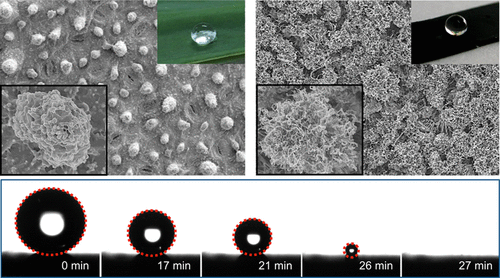 Robust Superhydrophobic Carbon Nanotube Film with Lotus Leaf Mimetic ...