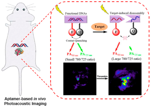 DNA Aptamer-Based Activatable Probes for Photoacoustic Imaging in ...