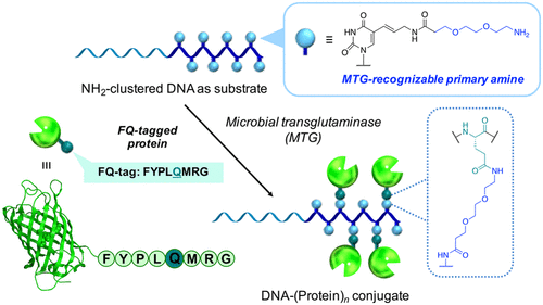 Primary Amine-Clustered DNA Aptamer for DNA–Protein Conjugation ...