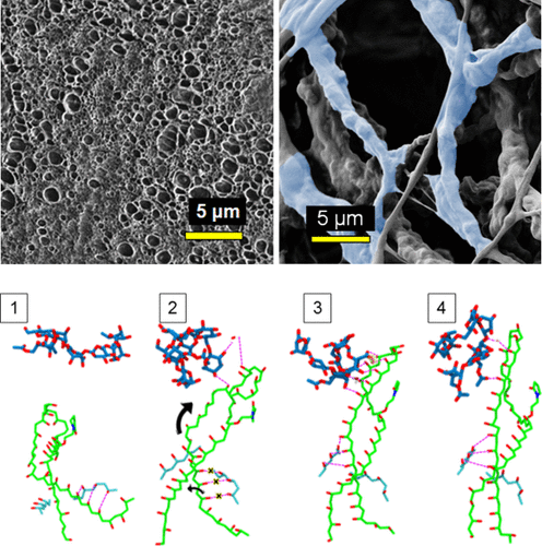 Three-Dimensional Organization of Self-Encapsulating Gluconobacter ...