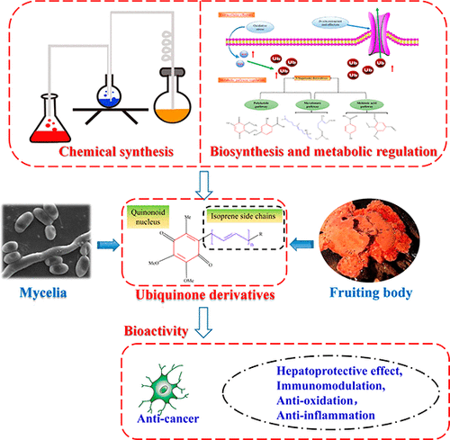 Current Advances on the Structure, Bioactivity, Synthesis, and ...