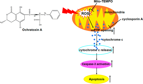 Ochratoxin A-Induced Apoptosis of IPEC-J2 Cells through ROS-Mediated ...