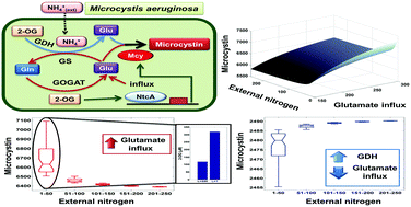Exploring the role of GS–GOGAT cycle in microcystin synthesis and ...