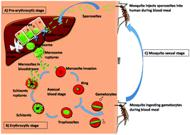 Host immune evasion strategies of malaria blood stage parasite ...