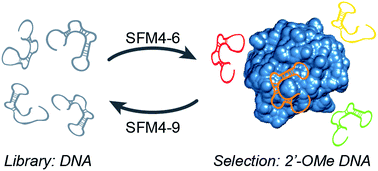 Evolved polymerases facilitate selection of fully 2′-OMe-modified ...