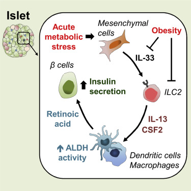 Interleukin-33-Activated Islet-Resident Innate Lymphoid Cells Promote ...