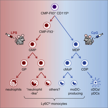 Granulocyte-Monocyte Progenitors and Monocyte-Dendritic Cell ...