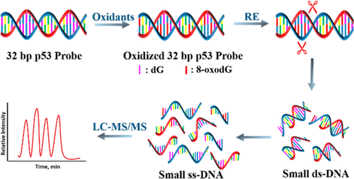 Direct LC-MS/MS Detection of Guanine Oxidations in Exon 7 of the p53 ...